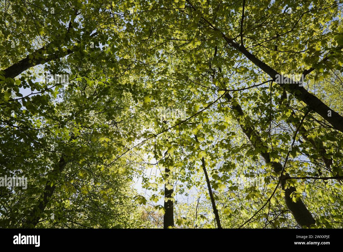 Low angle view of Acer, Maple trees with new green leaves in spring ...