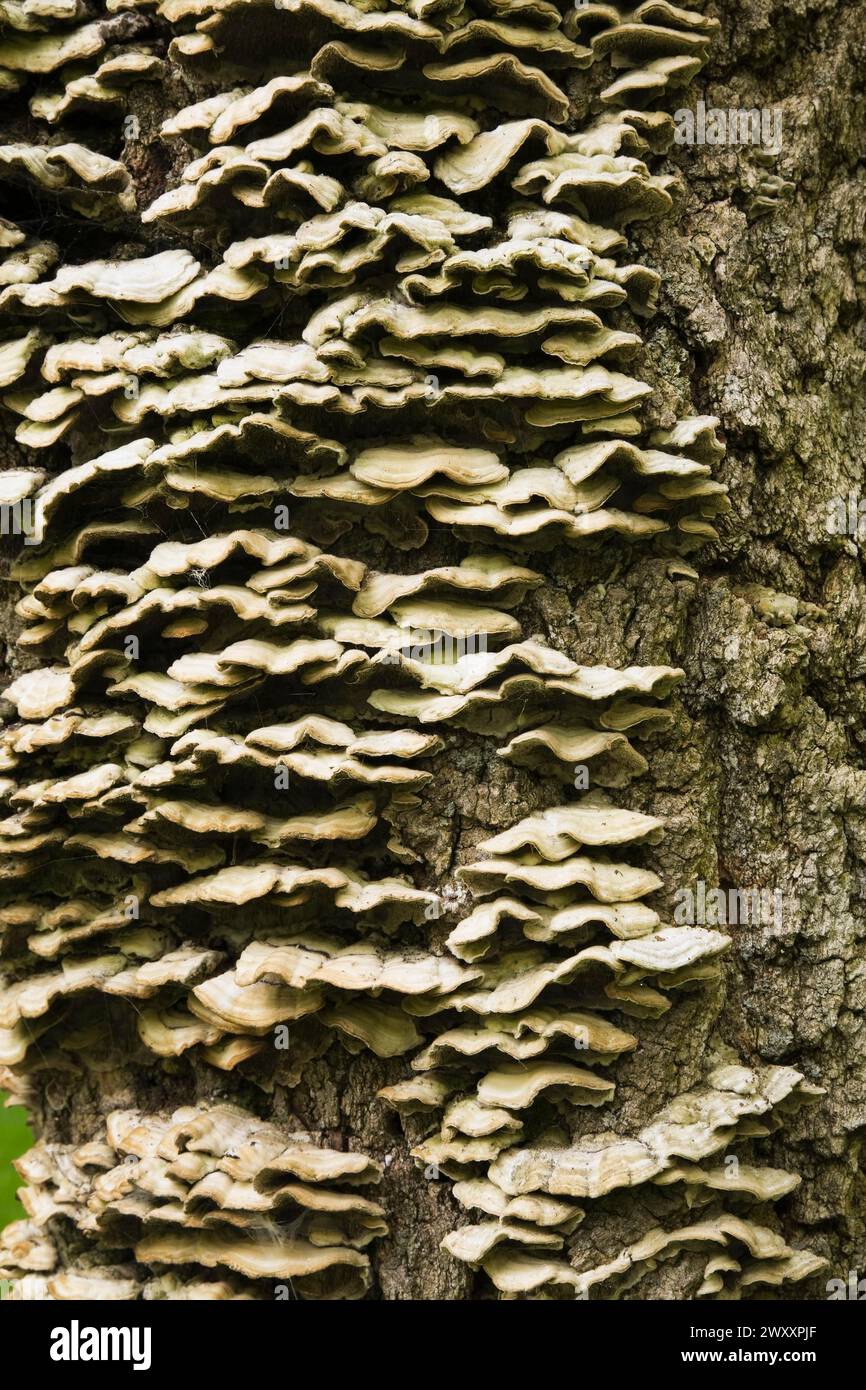 Close-up of large Acer, Maple tree trunk and bark covered with white ...