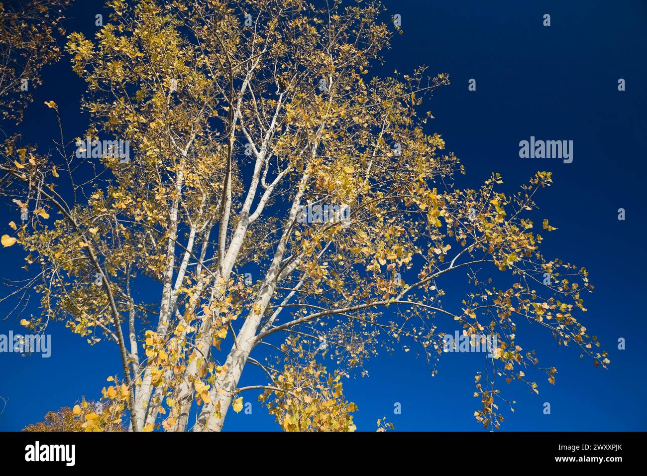 White Betula -Birch tree trunks and branches with golden yellow leaves against a deep blue sky ...