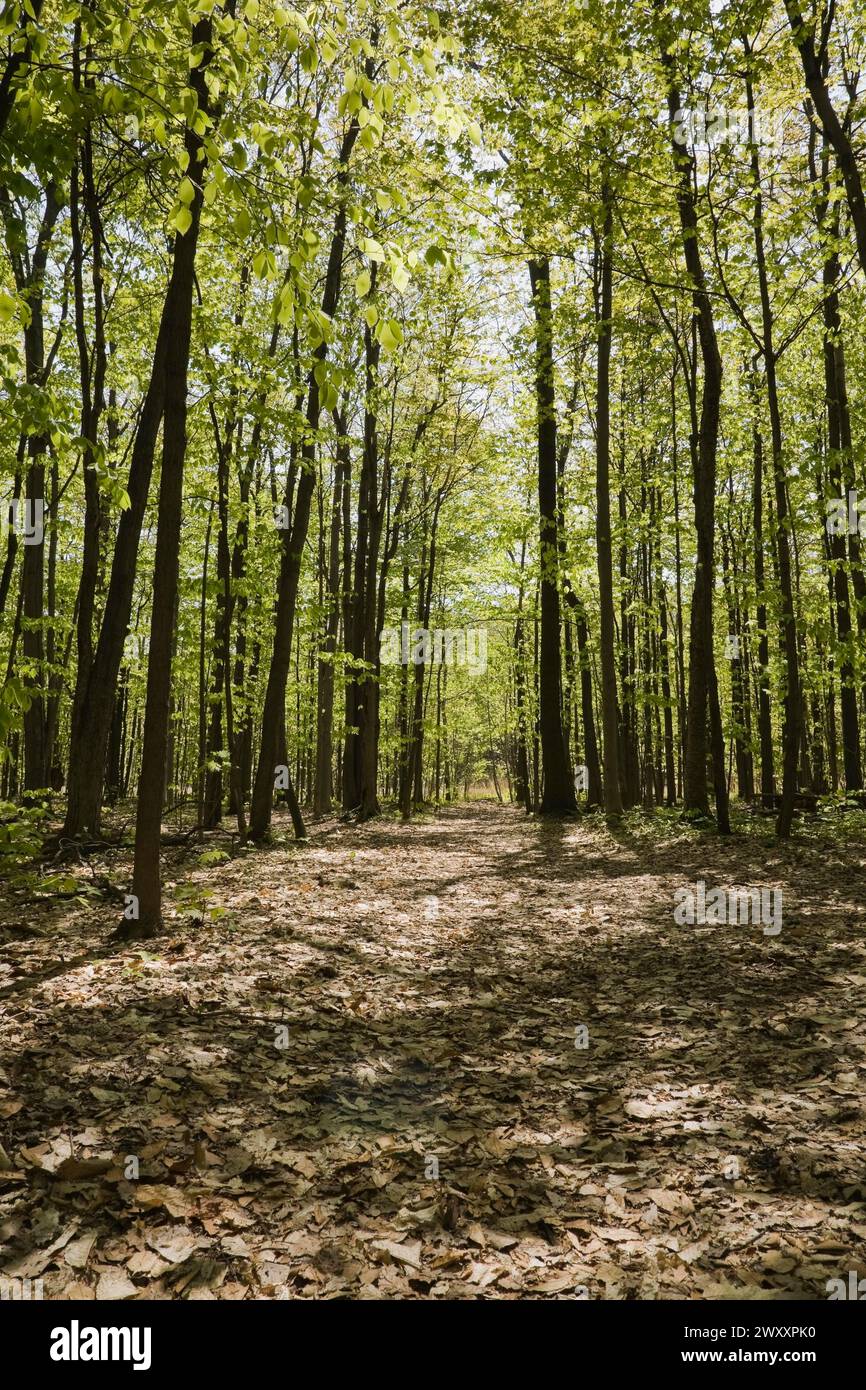 Walking path through forest of Acer, Maple trees in spring, Quebec ...