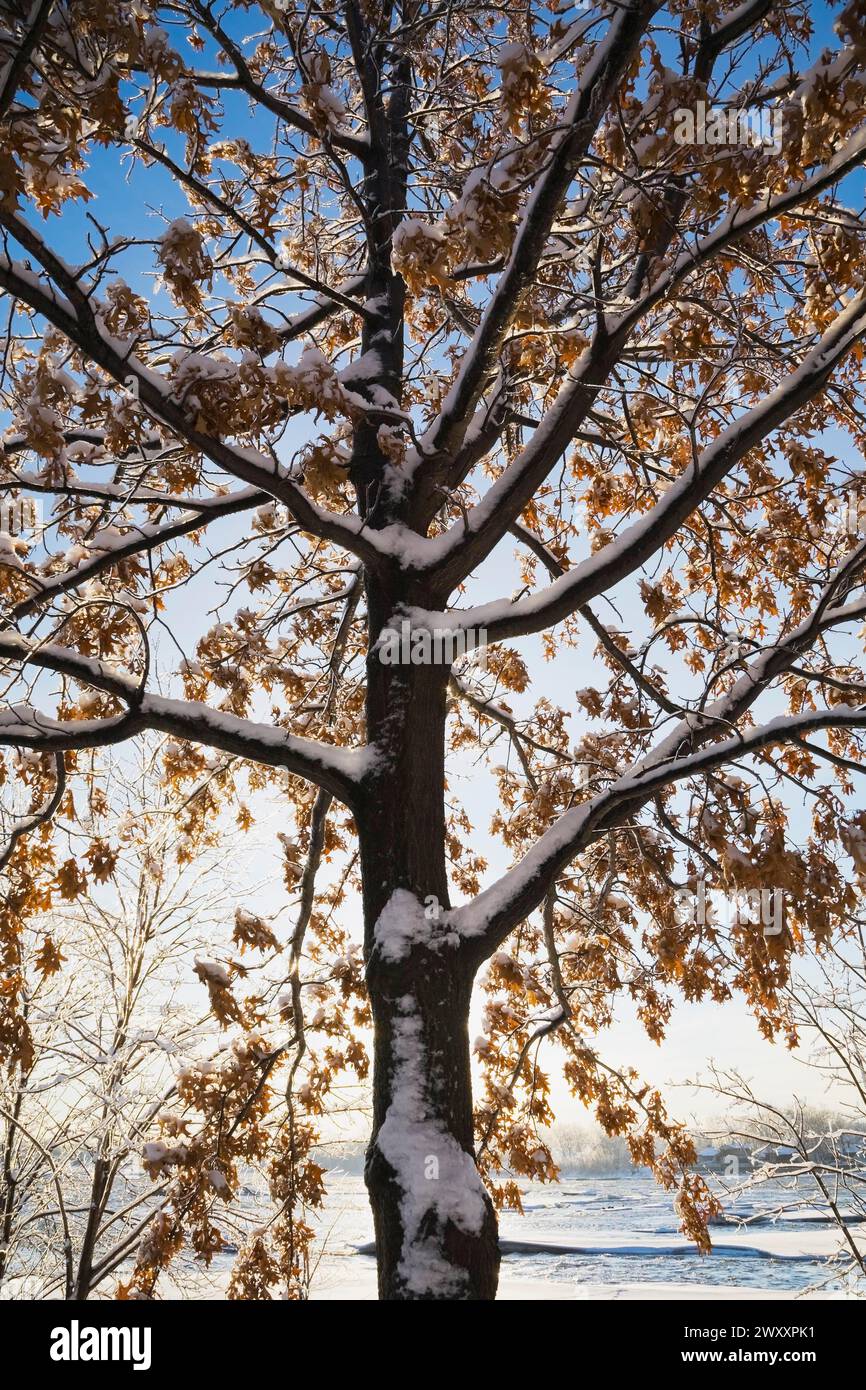 Silhouetted Quercus, Oak tree with spreading branches and brown leaves ...