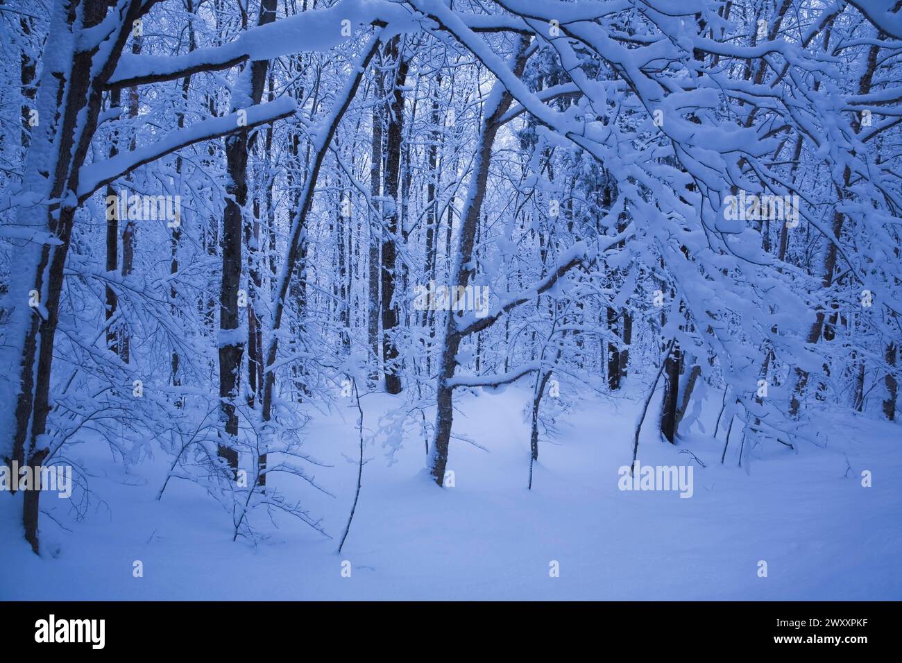 Forest of silhouetted deciduous trees and branches covered with heavy ...