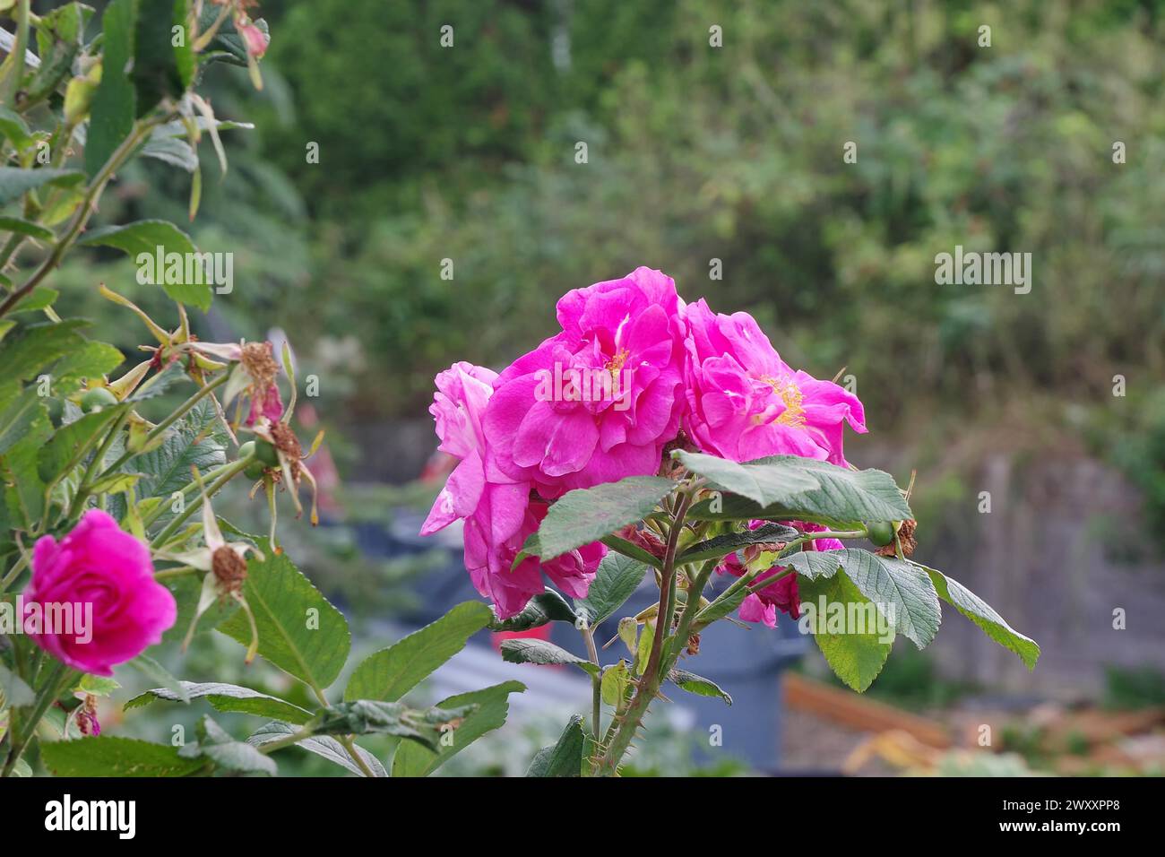 Roses in bloom in a front garden in Skagway, Alaska, USA Stock Photo ...