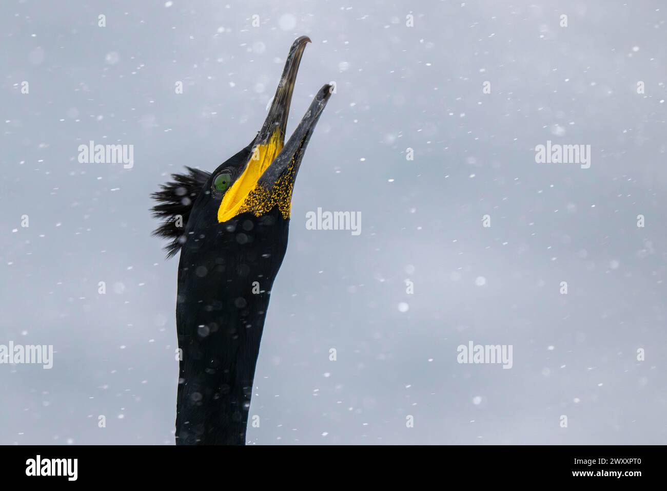 Common shag (Phalacrocorax aristotelis), in the snow, Hornoya Island ...