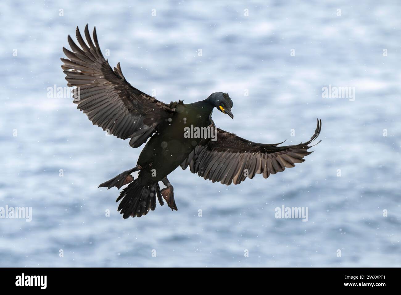Common shag (Phalacrocorax aristotelis), flying in the snow, Hornoya ...