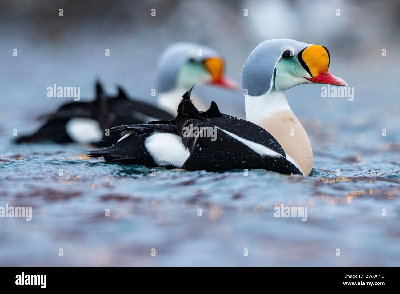 King eider (Somateria spectabilis), male, Batsfjord, Batsfjord ...