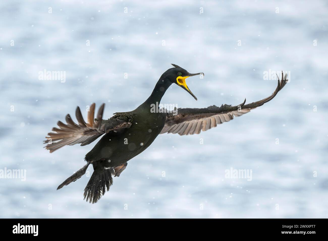 Common shag (Phalacrocorax aristotelis), flying in the snow, Hornoya ...