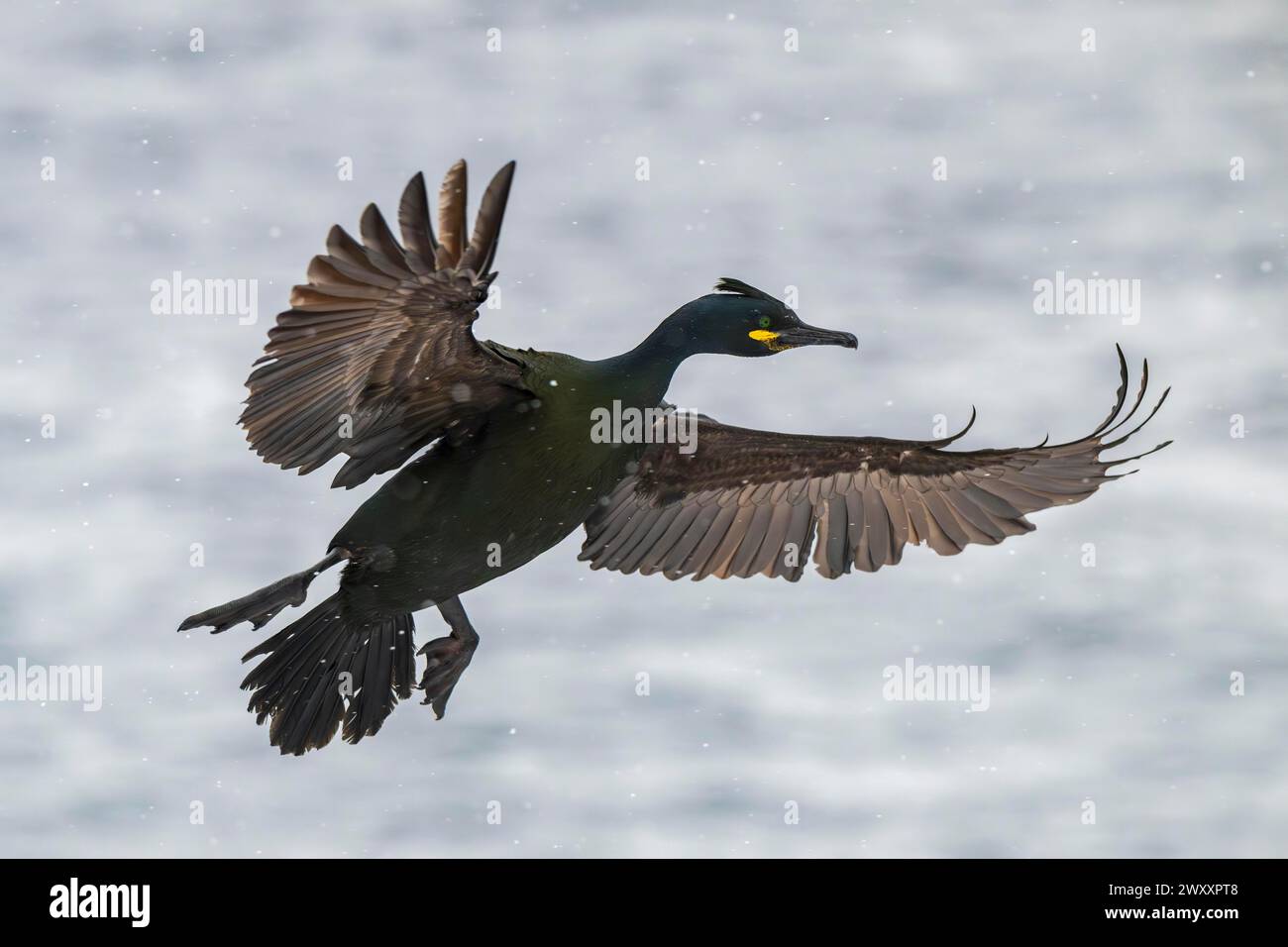 Common shag (Phalacrocorax aristotelis), flying in the snow, Hornoya ...