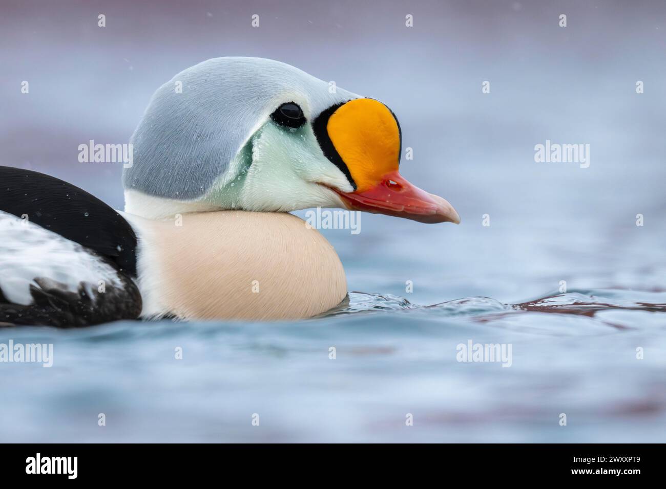 King eider (Somateria spectabilis), male, Batsfjord, Batsfjord ...