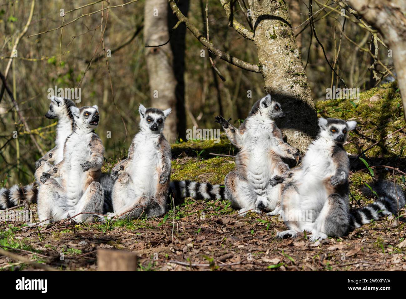 Ring-tailed lemur (Lemur catta), sunbathing, France Stock Photo - Alamy