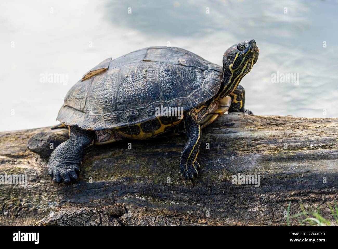 Red-eared slider turtles (Trachemys scripta elegans, Pseudemys scripta ...