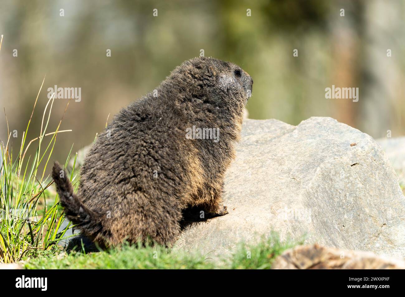 Marmoto marmota hi-res stock photography and images - Alamy