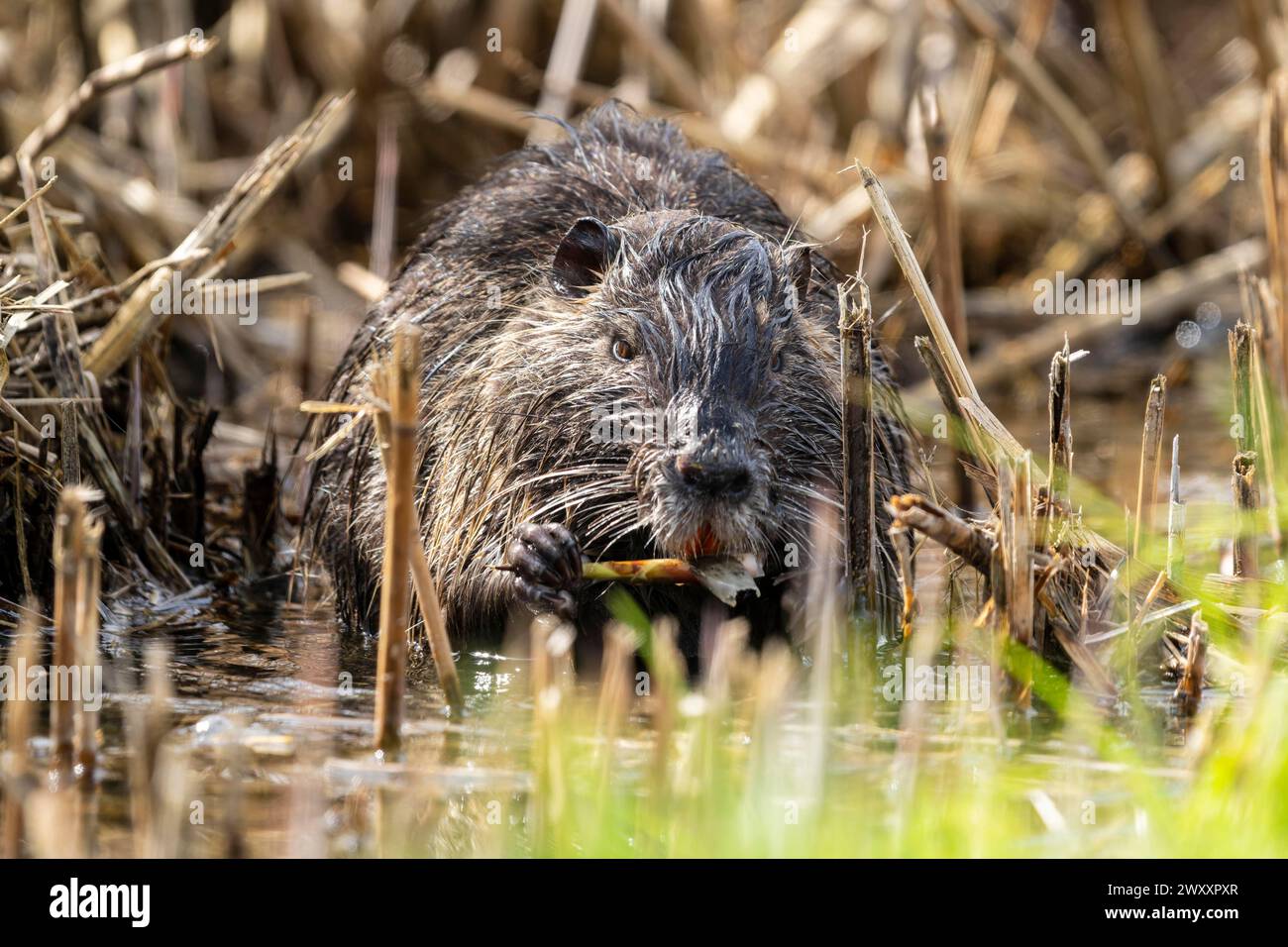 Nutria (Myocastor coypus), beaver rat, foraging in reeds, wildlife ...