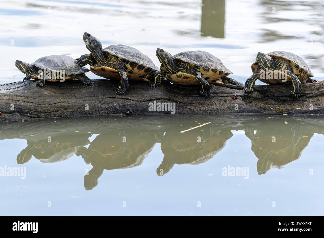 Red-eared slider turtles (Trachemys scripta elegans, Pseudemys scripta ...