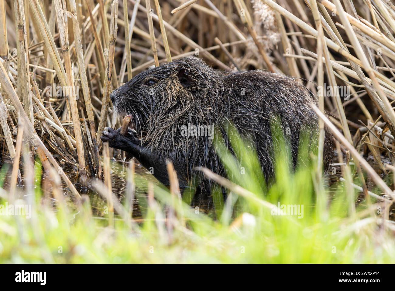 Nutria (Myocastor coypus), beaver rat, foraging in reeds, wildlife ...