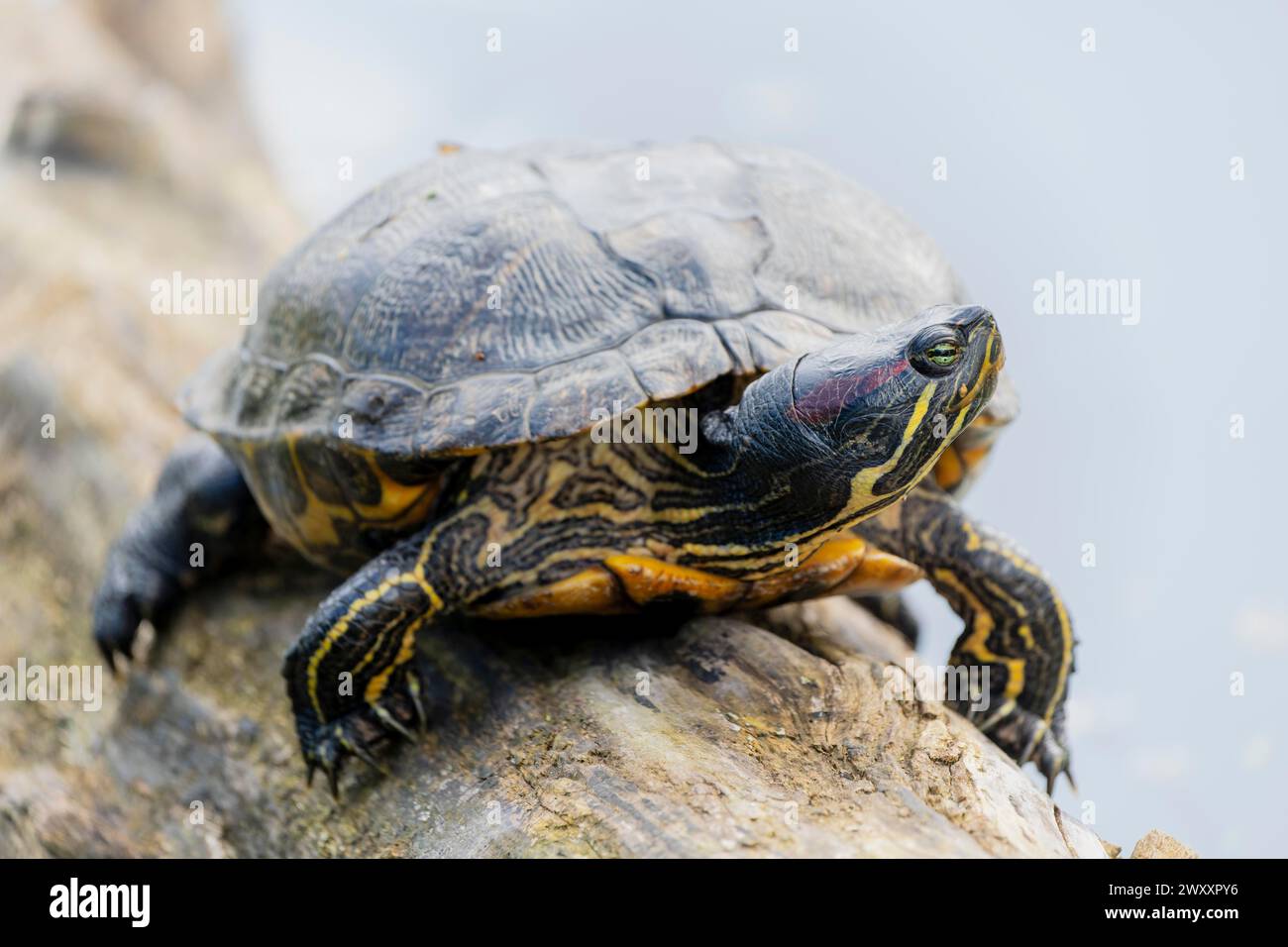 Red-eared slider turtles (Trachemys scripta elegans, Pseudemys scripta ...