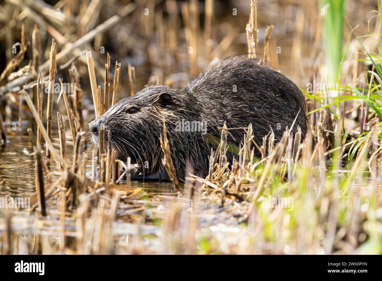 Nutria (Myocastor coypus), beaver rat, foraging in reeds, wildlife ...