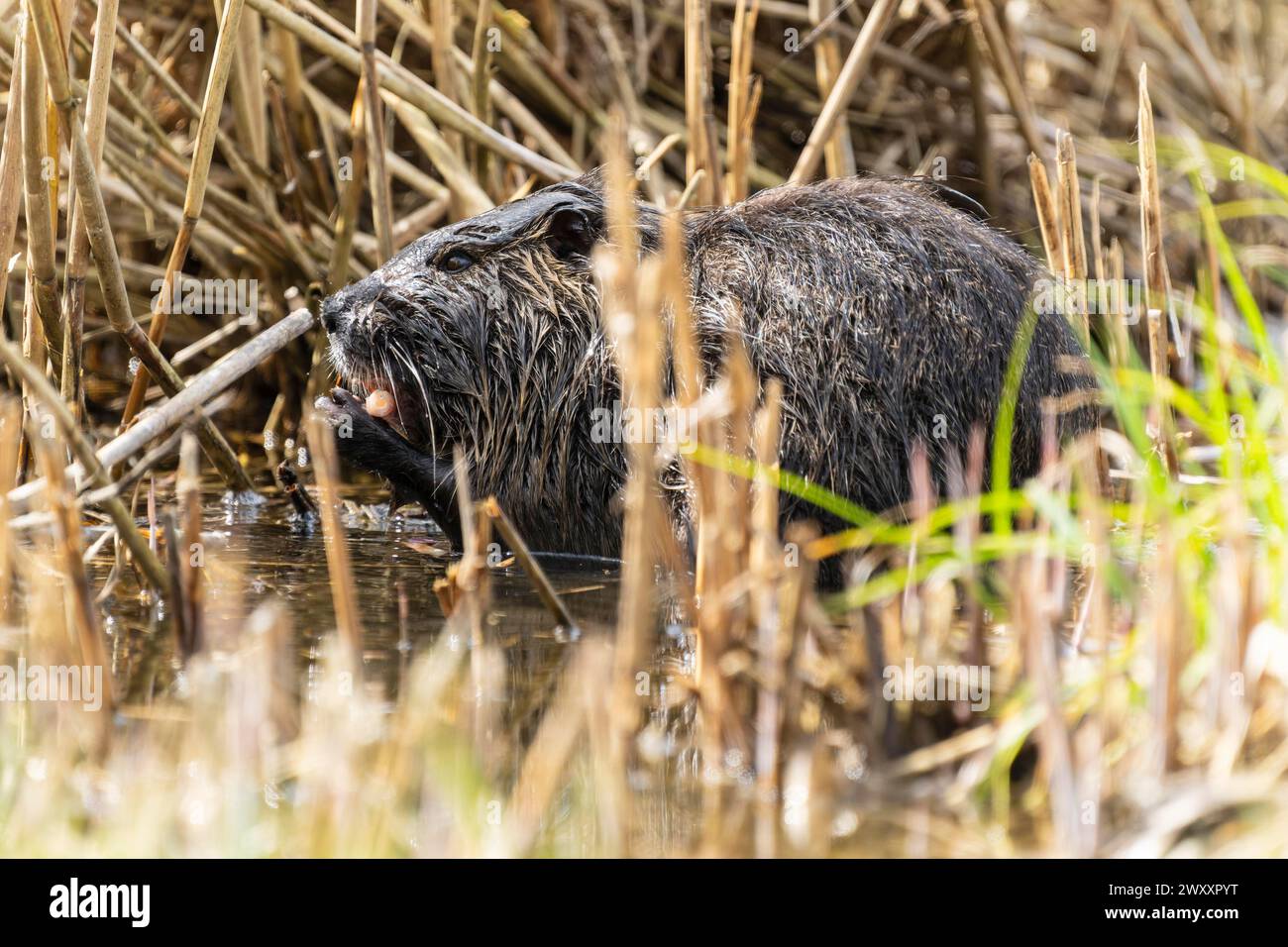 Nutria (Myocastor coypus), beaver rat, foraging in reeds, wildlife ...