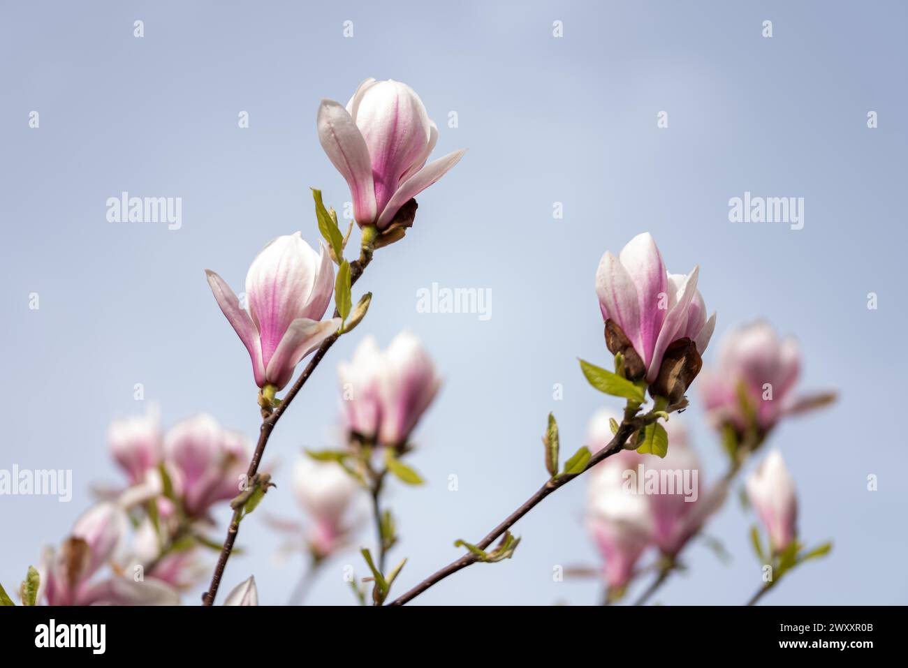 Blooming magnolia branches in front of a clear blue sky, symbol of ...