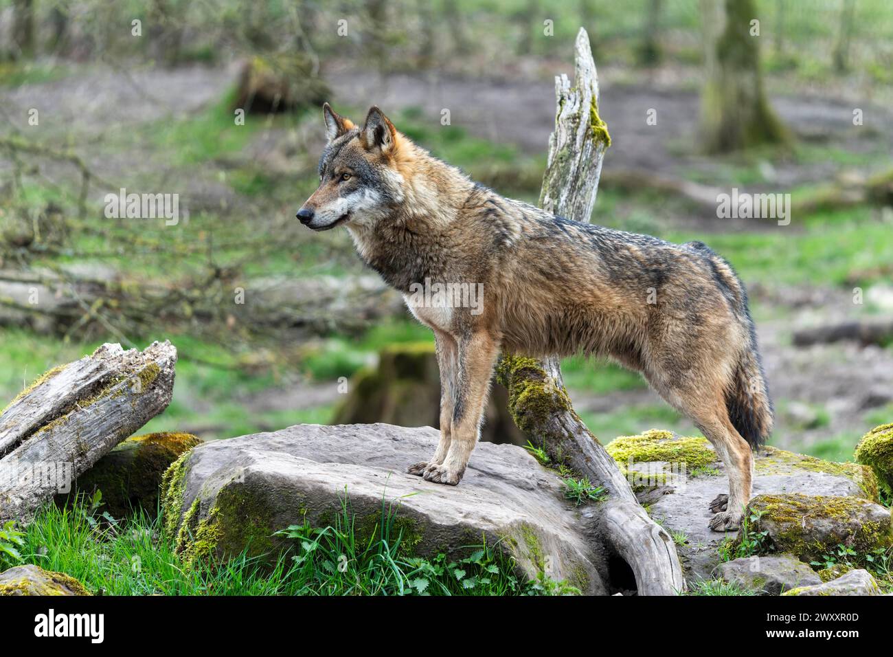European gray wolf (Canis lupus) standing on a rock, France Stock Photo ...