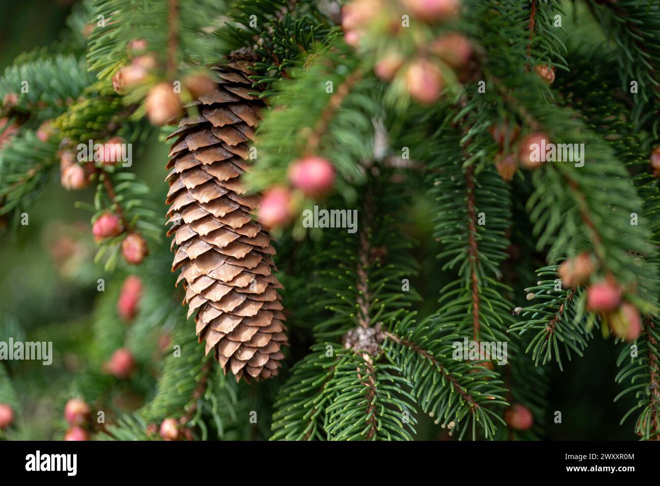 A brown pine cone hanging from a green conifer branch, silver fir, male ...