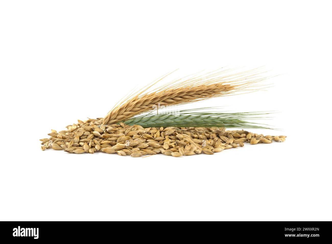 Barley seeds with the outer husk and barley ears isolated on white ...