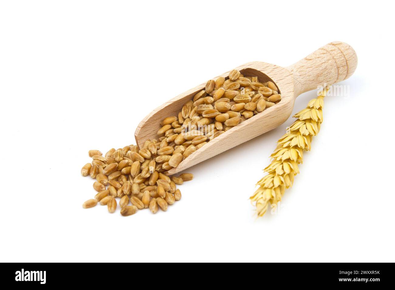 Wheat grain seeds spilling from wooden scoop near to ripe wheat ears ...