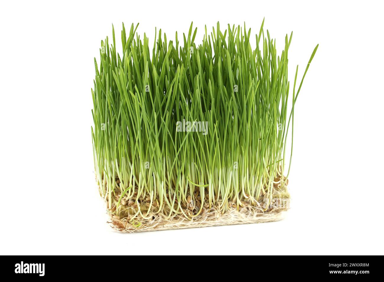 Fresh green wheatgrass with visible roots isolated on white background ...