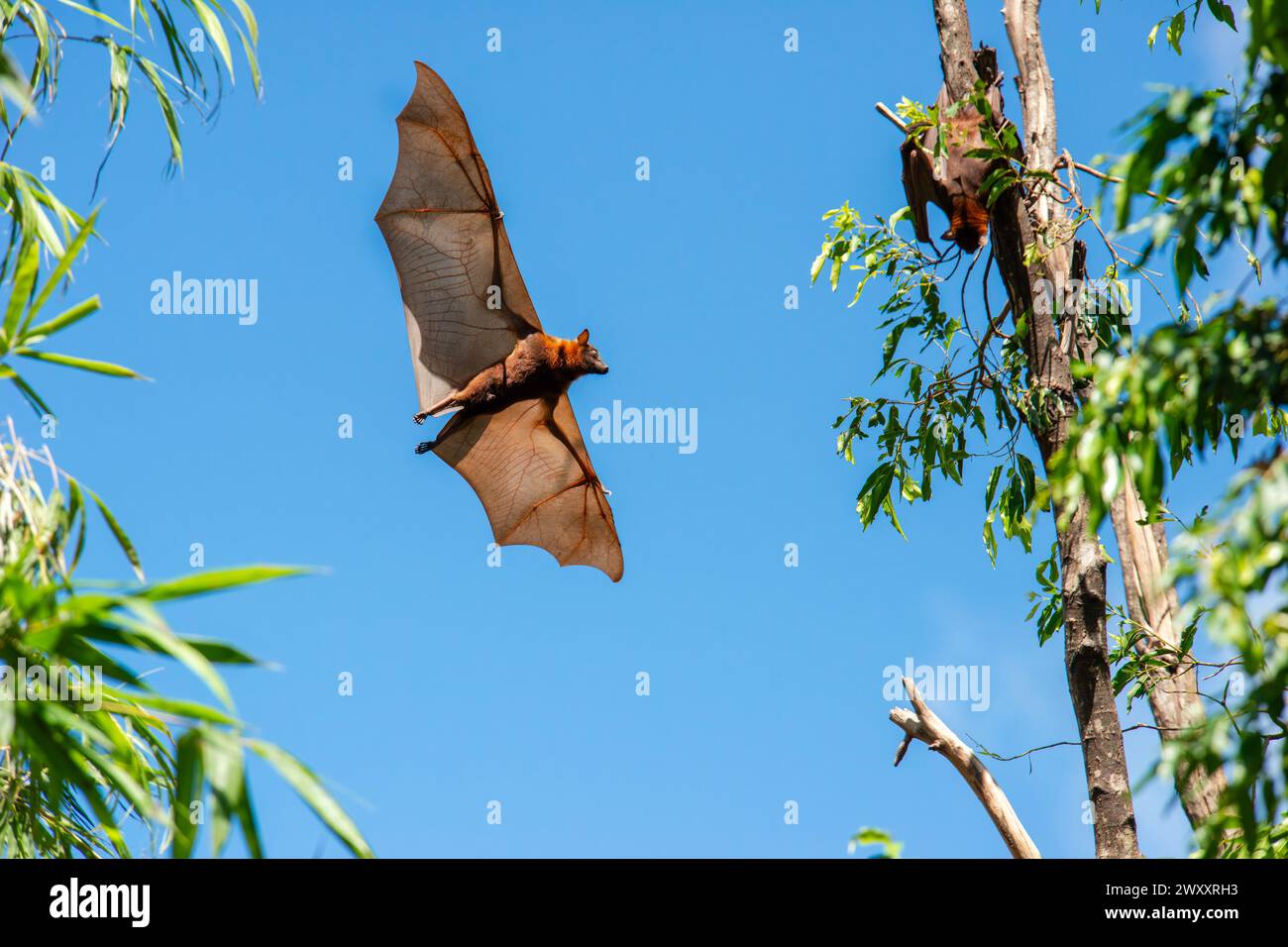 Grey Headed Flying Fox Is A Megabat Native To Australia This Flying Fox Is The Largest Bat In