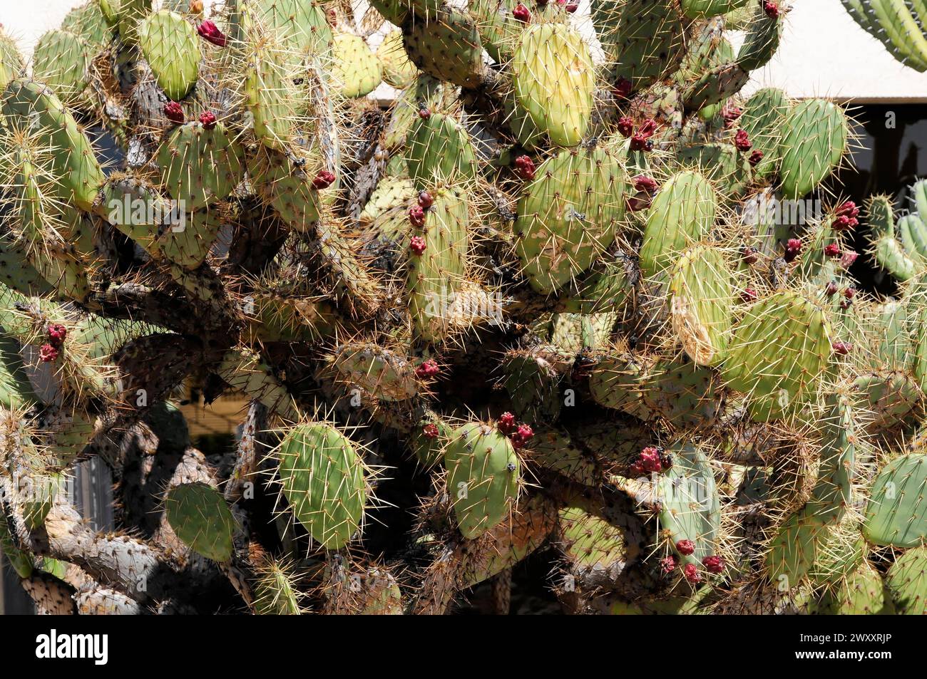 Thorny cactus plants with red berries in a sunny outdoor area, Monte ...