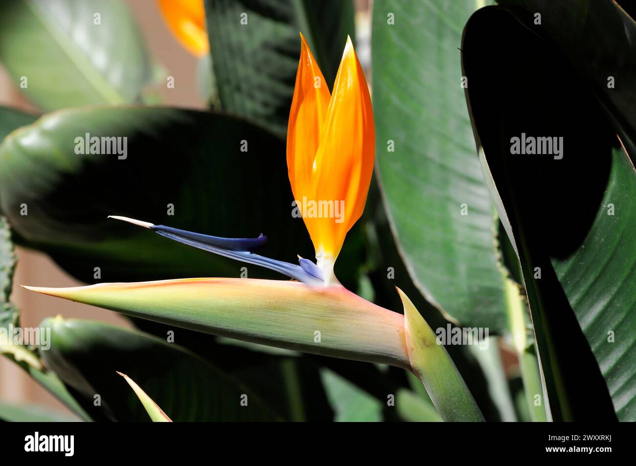 Strelitzia (Strelitzia reginae) Close-up of an orange-coloured ...