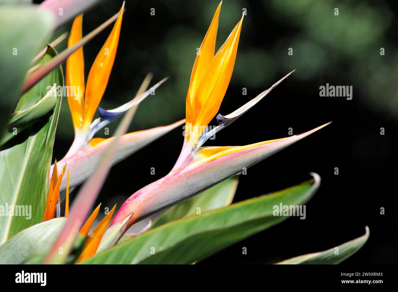 Strelitzia (Strelitzia reginae) Strelitzia with striking, bird-like ...