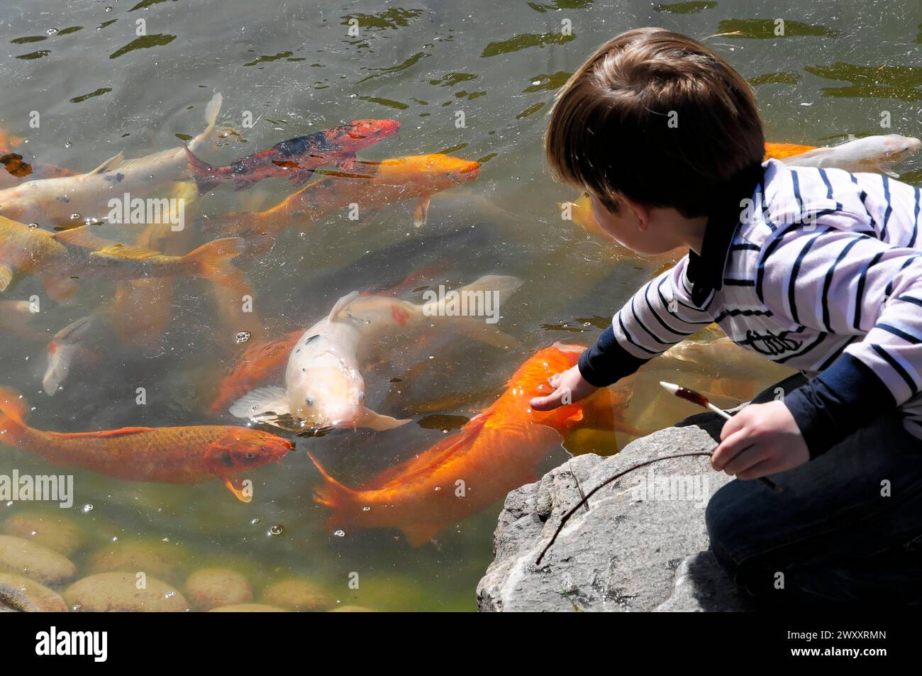 A child bends over a pond to feed the koi carp and interacts with them ...