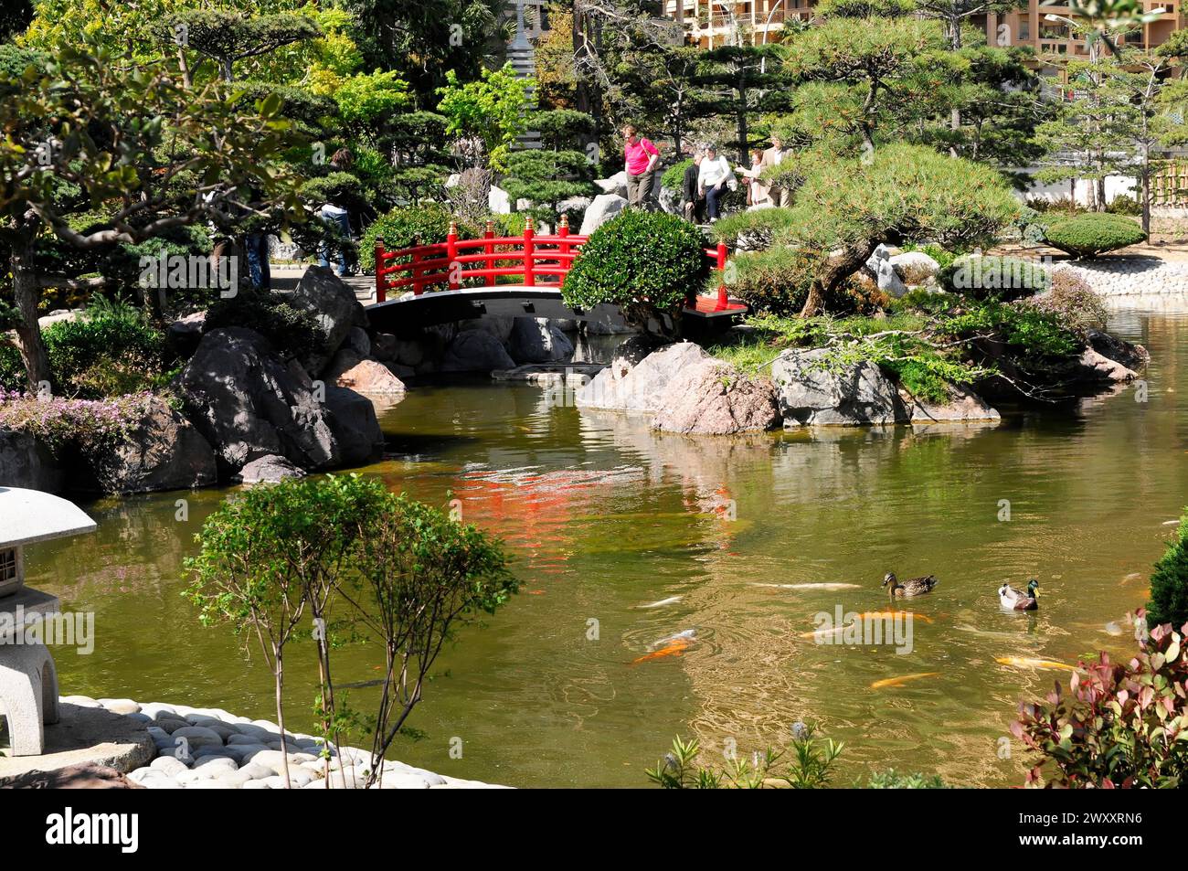Japanese garden, Monte Carlo, Monaco, Cote d'Azur, A red bridge spans over a pond with koi fish ...