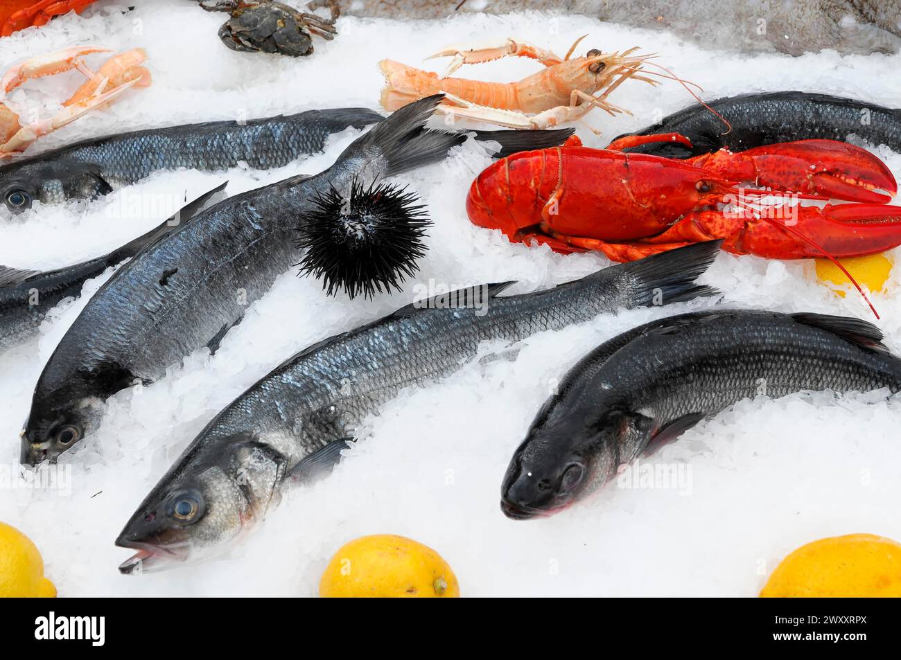 Display of a fish market with various seafood on ice, Nice, Cote d'Azur ...
