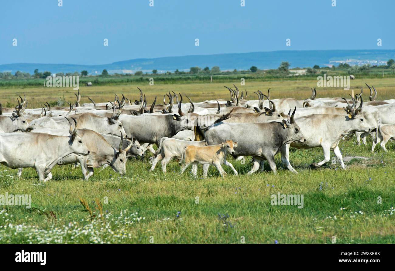 Herd of Hungarian steppe cattle wandering through the steppe landscape ...