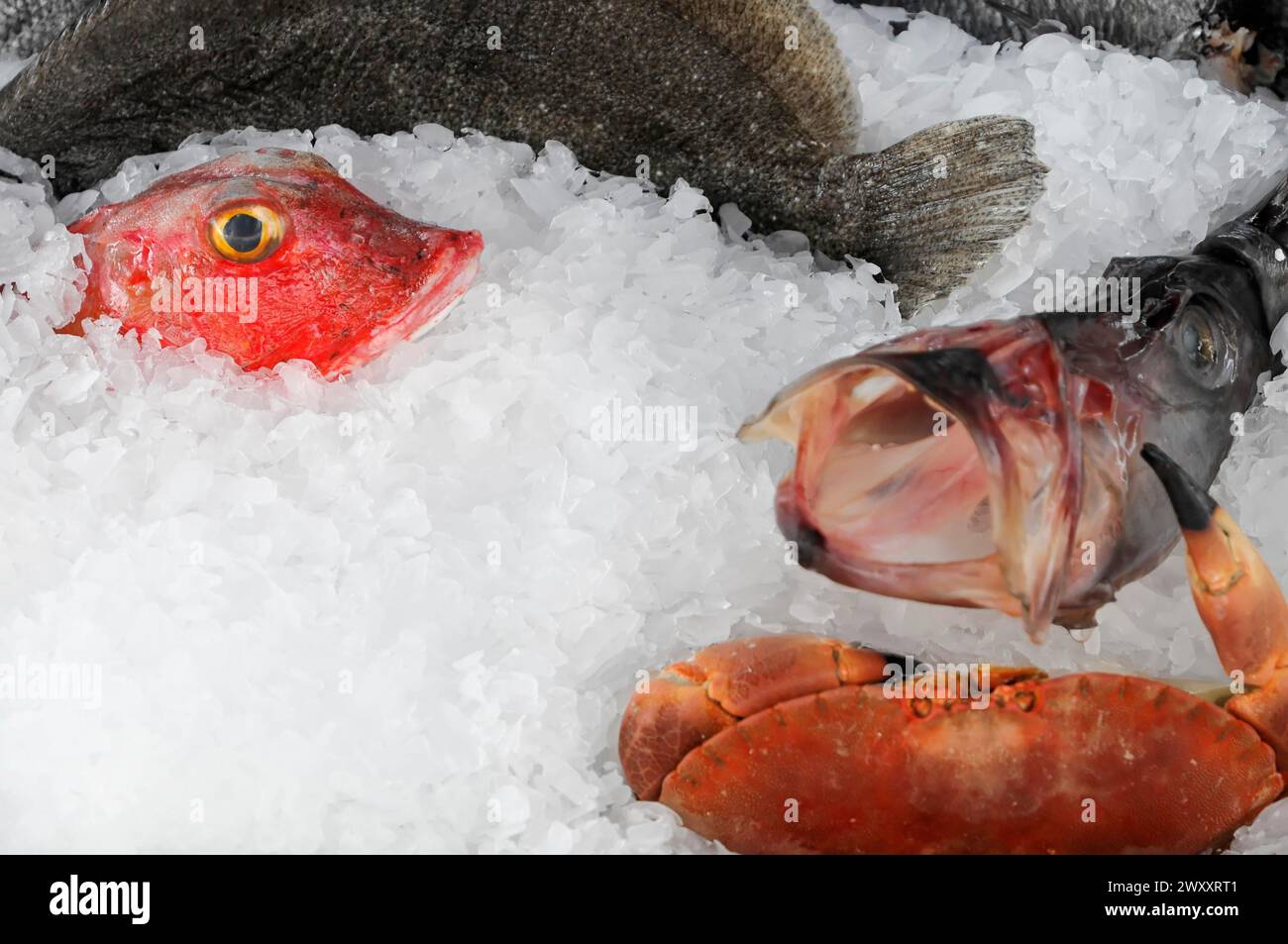 Close-up of seafood and fish on a bed of ice, Nice, Cote d'Azur, France ...