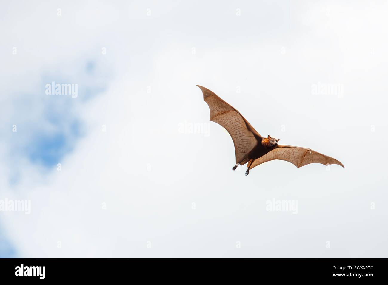 Grey-headed flying fox is a megabat native to Australia, this flying ...