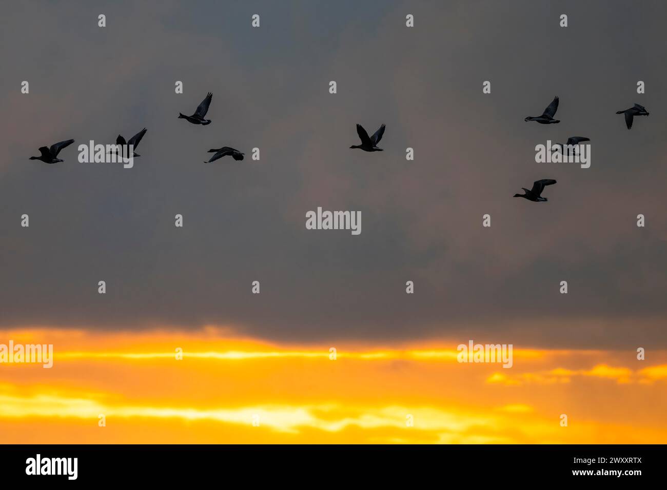 Flying white fronted geese hi-res stock photography and images - Alamy