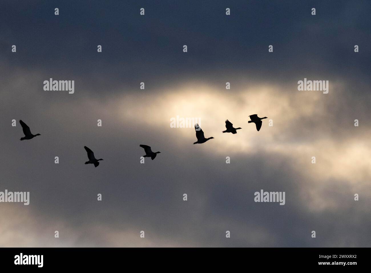 Flying white-fronted geese at sunrise Stock Photo - Alamy