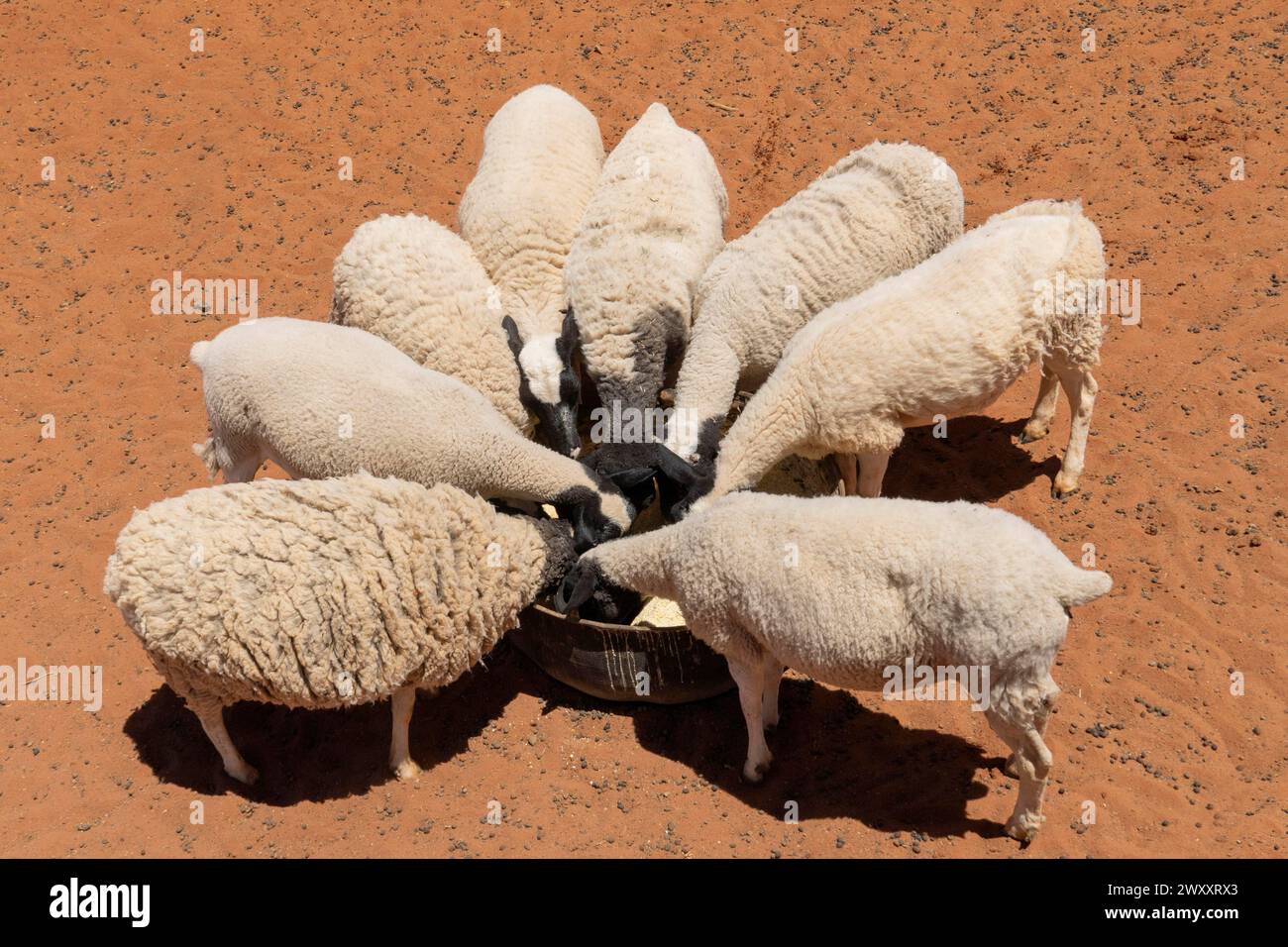 Sheep feed trough hi-res stock photography and images - Alamy
