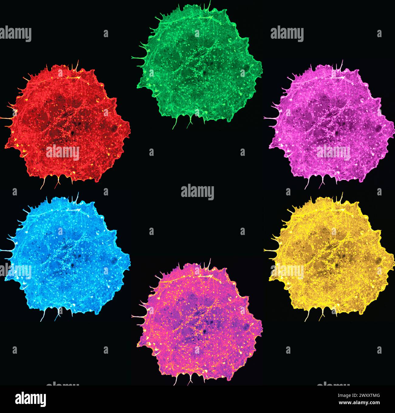 Confocal light micrograph of six cells that have been digitally colour ...