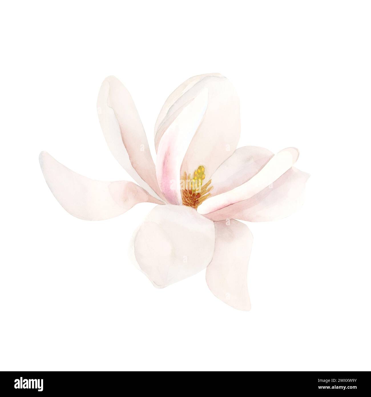 Light pink magnolia flower in bloom. Floral watercolor illustration ...