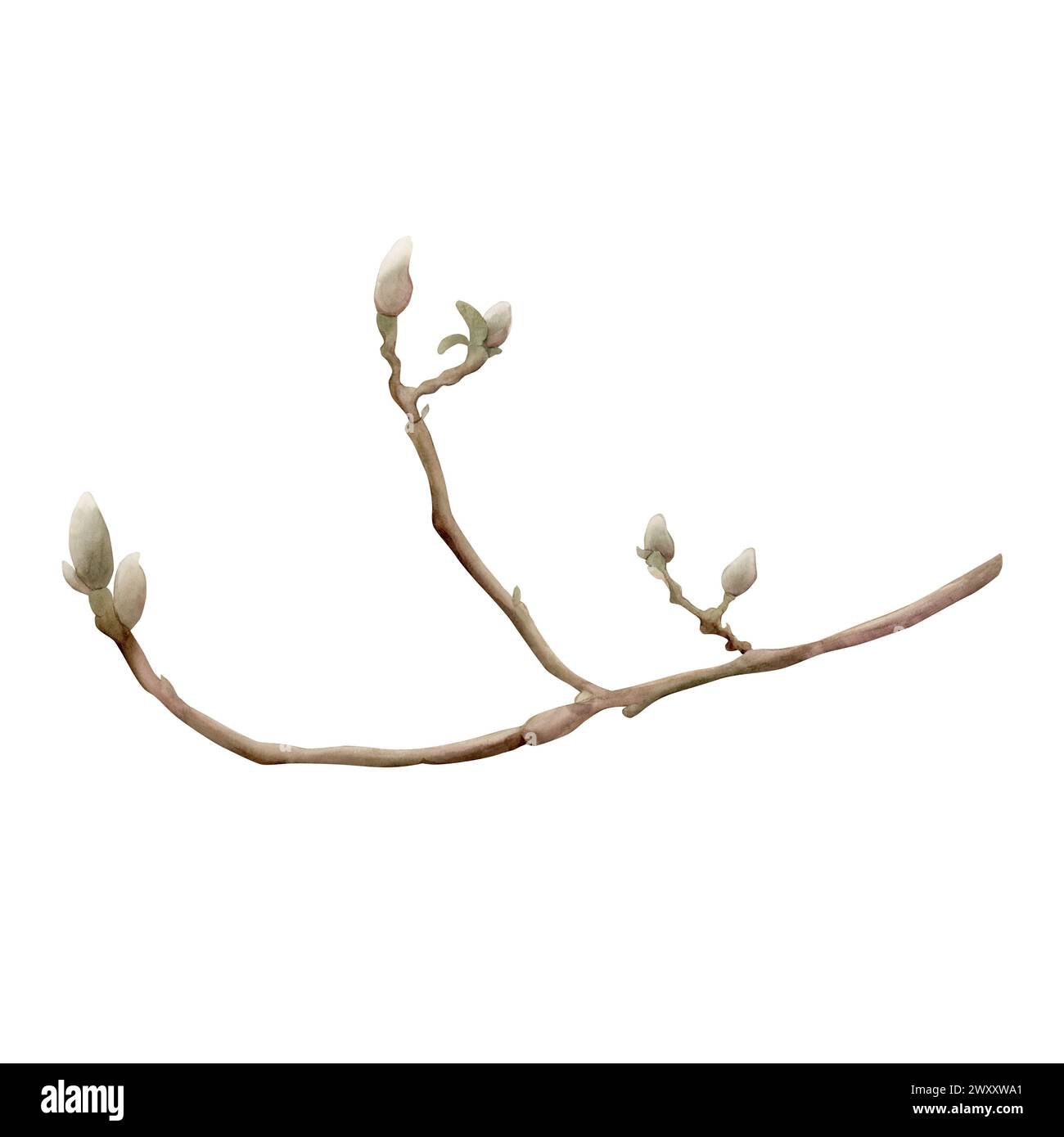 Sprig of magnolia. Spring branch with buds. Floral watercolor ...