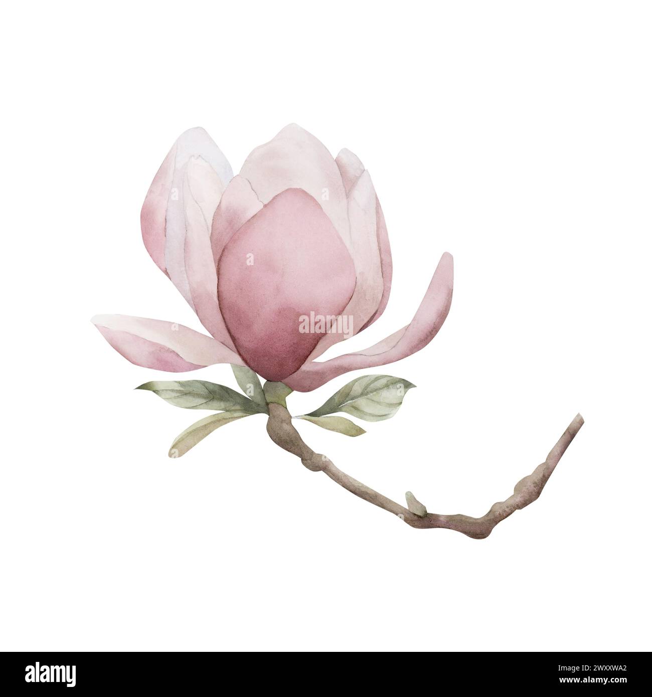 Light pink magnolia twig with flower and leaves. Floral watercolor ...