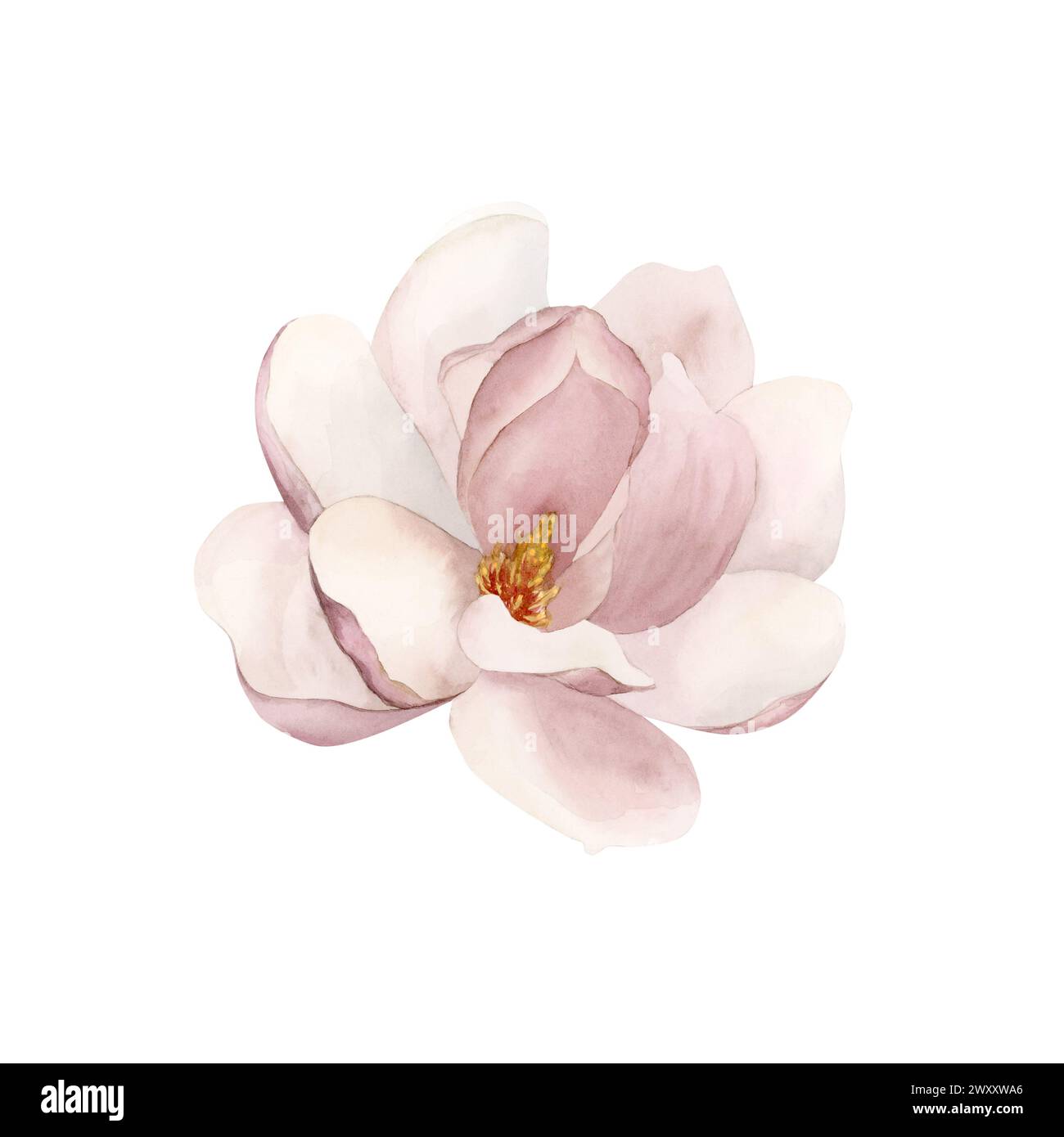 Light pink magnolia flower in bloom. Floral watercolor illustration ...