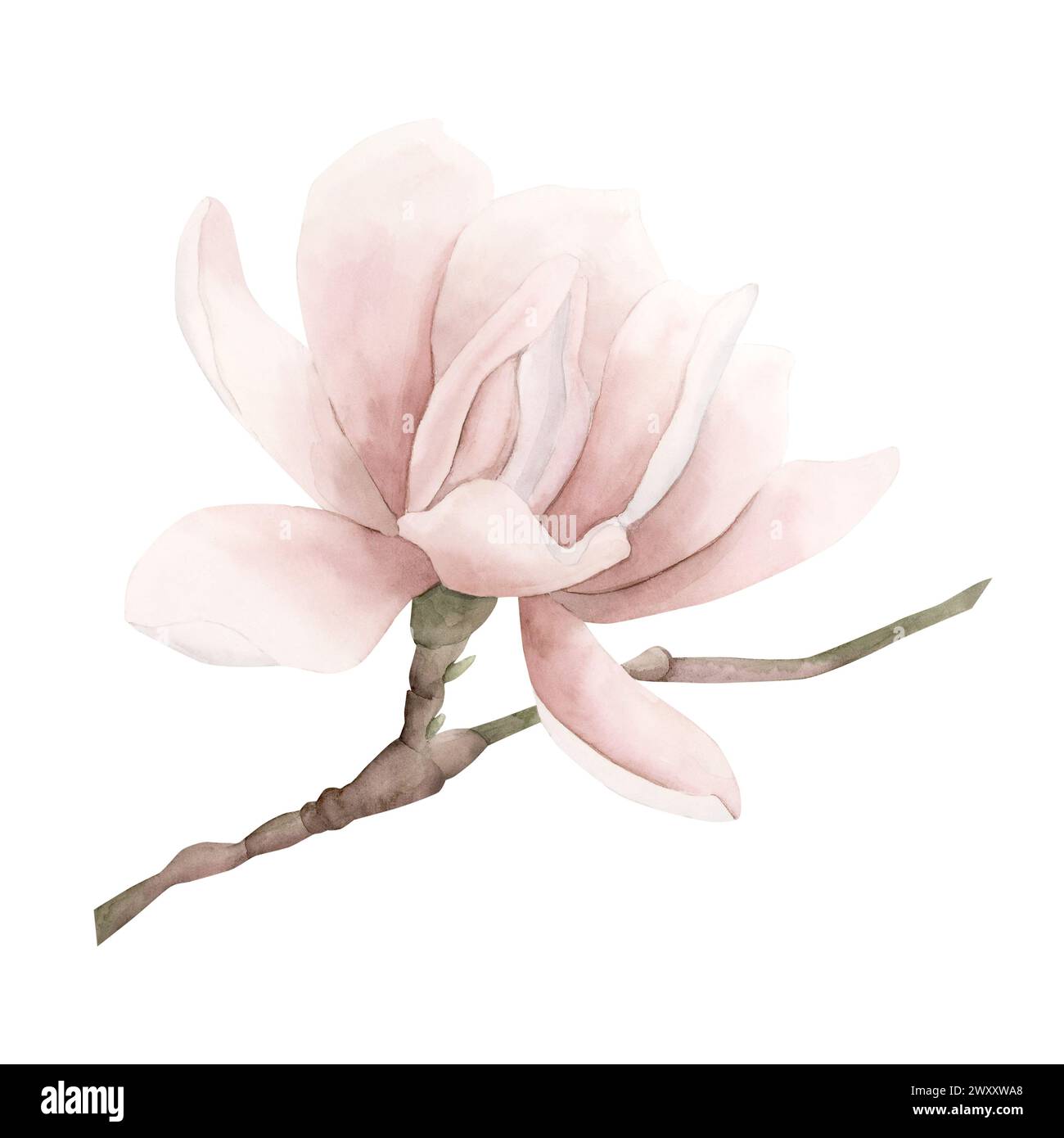 Light pink magnolia twig with flower. Floral watercolor illustration ...