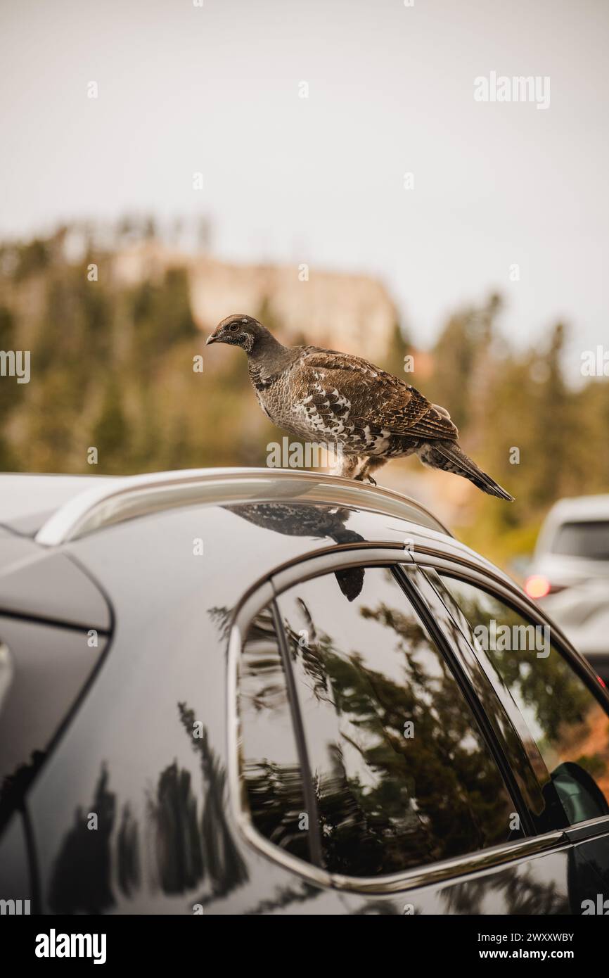 Ruffed grouse looking for food on top of parked vehicles in Bryce ...