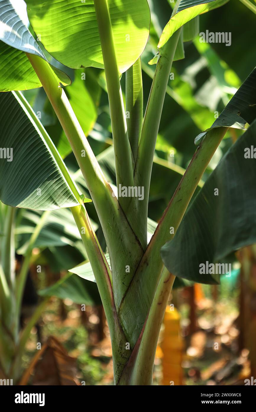Banana tree leaves A detailed close-up photo showcasing the vibrant ...