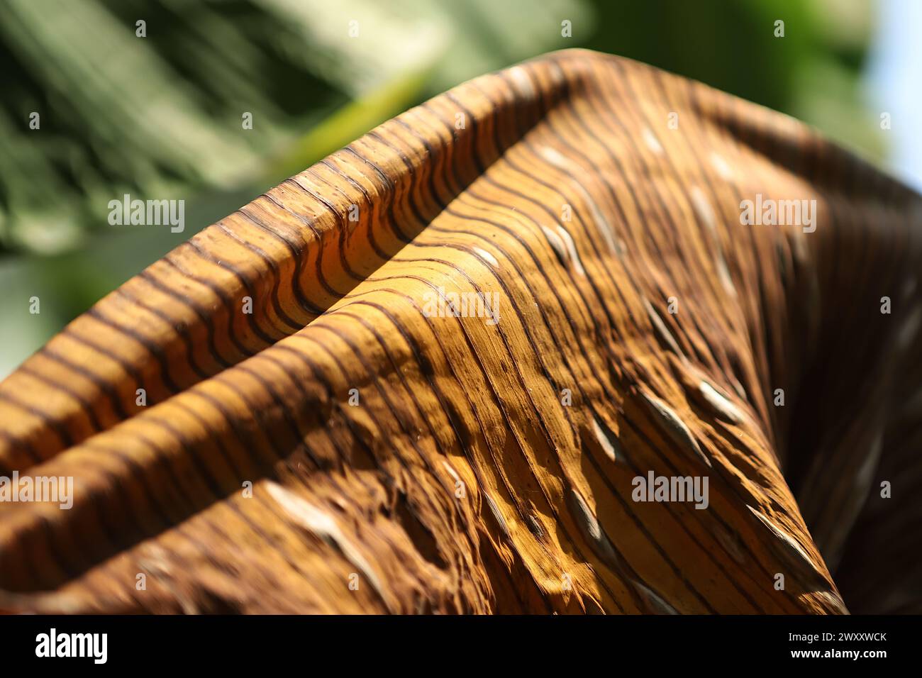 Banana tree leaves A detailed close-up photo showcasing the vibrant ...